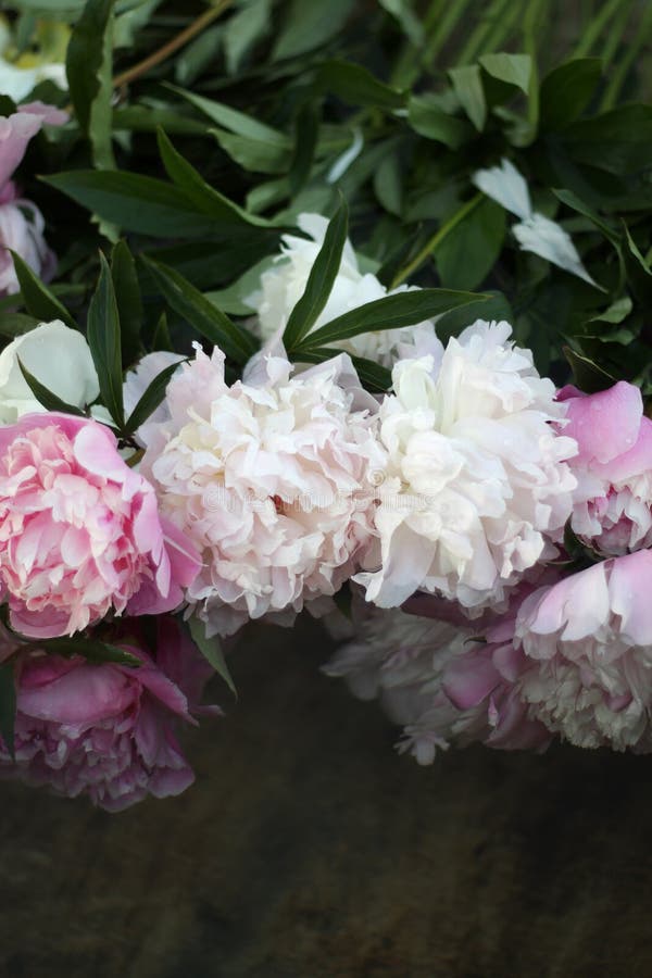 Peonies in water stock image. Image of beauty, pink, white - 98811367