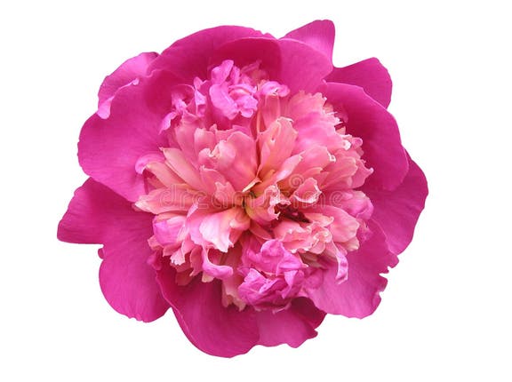 Peony stock image. Image of peonies, plants, plant, petals - 233393