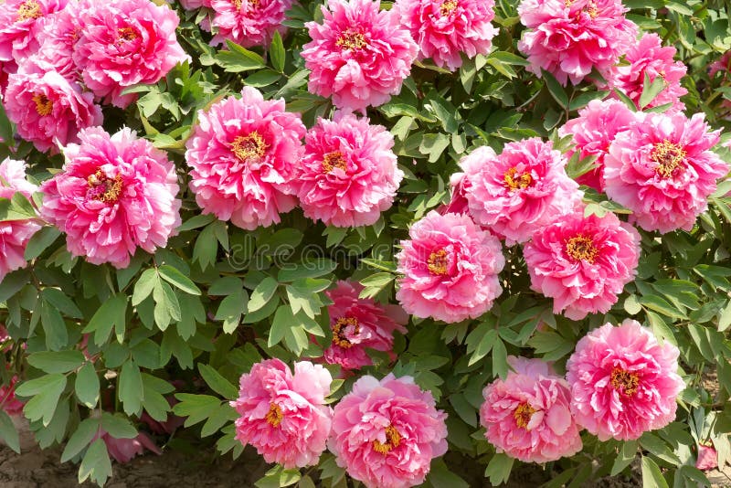 Peony spring garden stock photo. Image of peonies, peony - 4943194