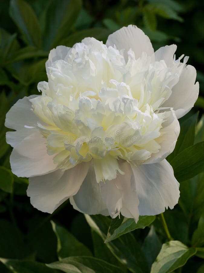 Peony stock photo. Image of botany, decoration, beauty - 136720528