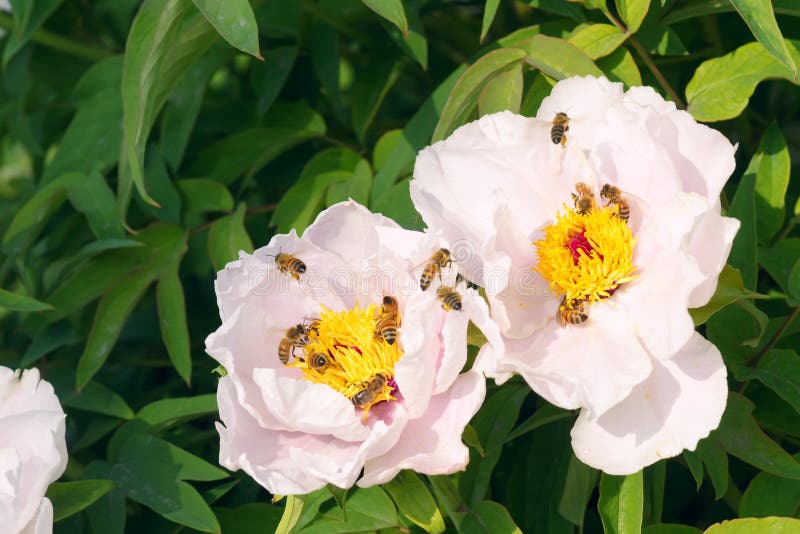 Peony and bee stock image. Image of animals, yellow, blooming - 40081563
