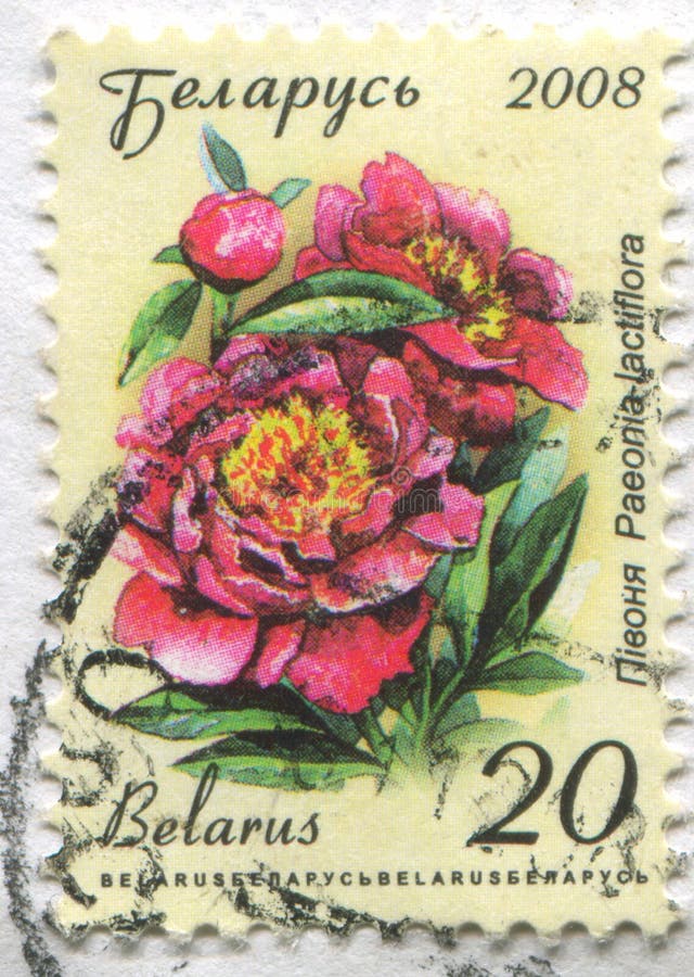 Peony editorial stock image. Image of historic, pappus - 313459654