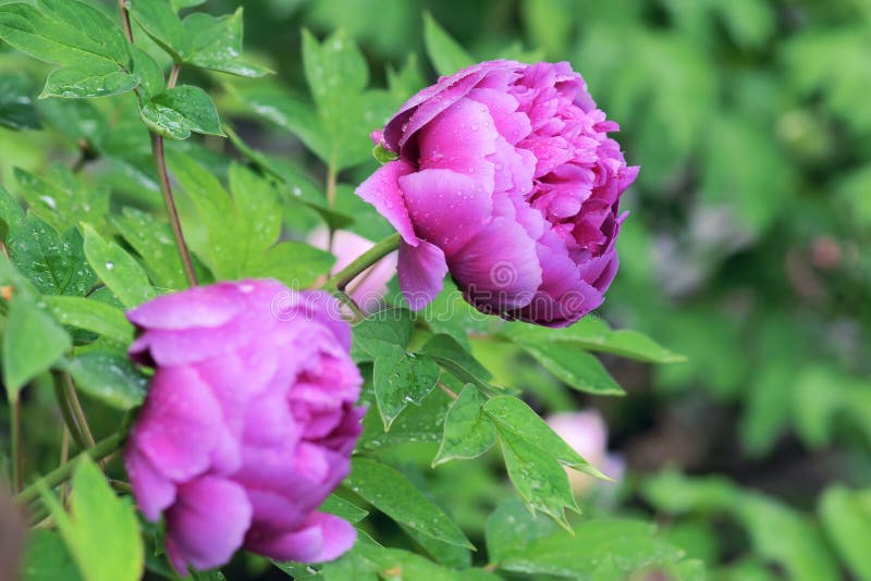 Peony bud stock photo. Image of peony, closeup, blossom - 70636896