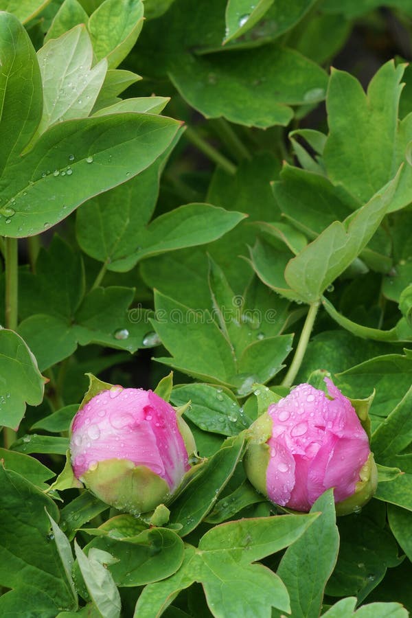 Peony bud stock photo. Image of buds, peony, rain, flowers - 70643266