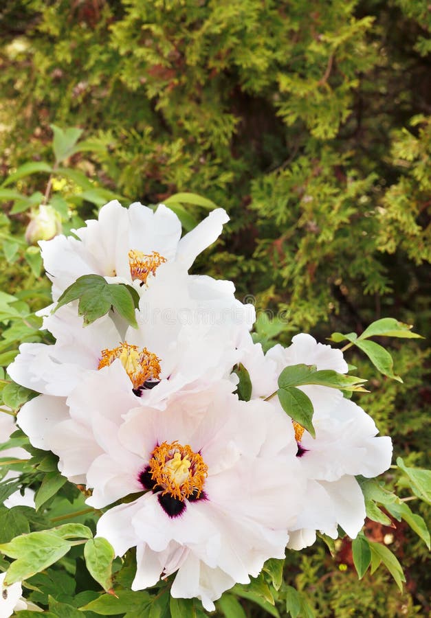 Peony bush stock image. Image of backgrounds, drop, freshness - 30486445