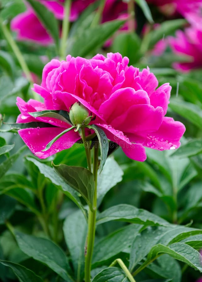 Peony stock photo. Image of flower, garden, petal, blossom - 39215166