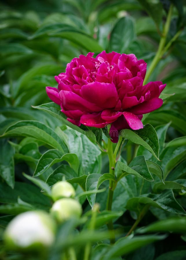 Peony stock photo. Image of rose, plant, blossom, flower - 39215118