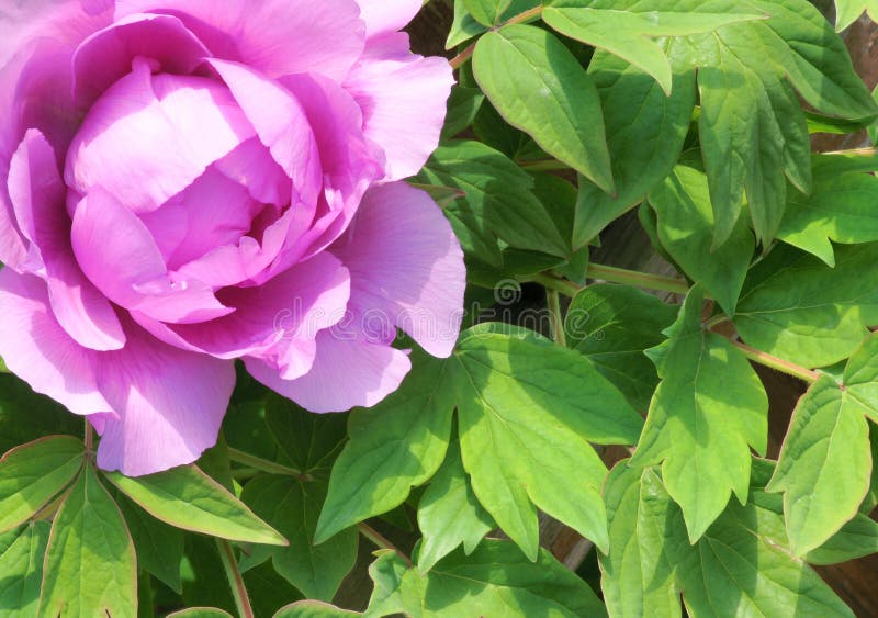 Peony stock photo. Image of peony, flower, leaves, color - 40106214