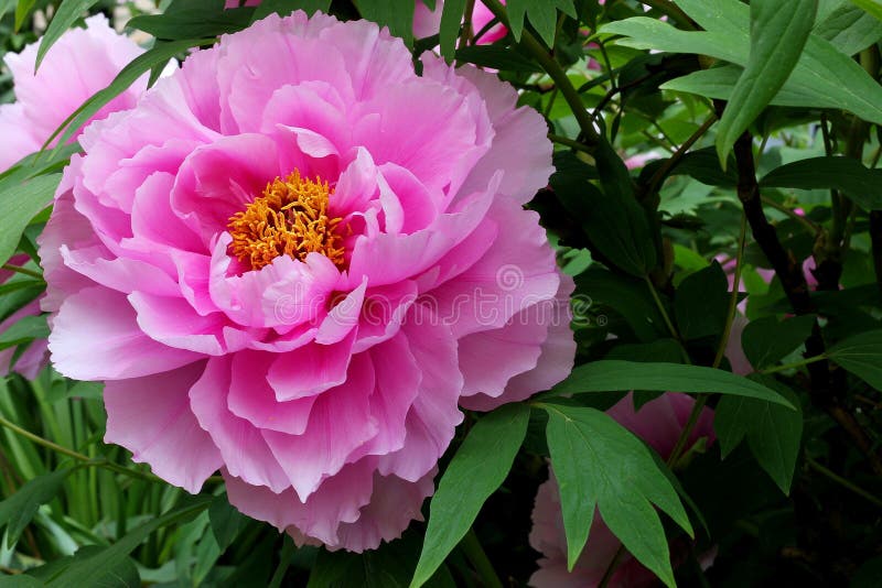 3,040 Stylized Pink Flower Background Stock Photos - Free & Royalty ...