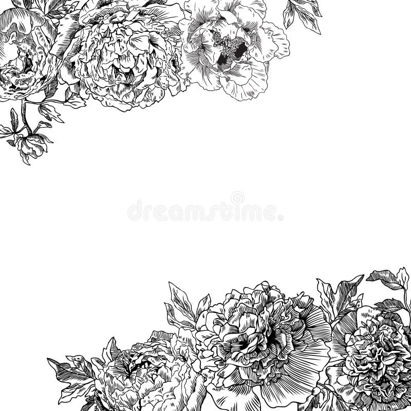 Peony floral corner stock vector. Illustration of sketch - 172590101