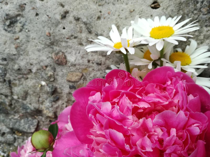 Peony and Daisies on Concrete Background Stock Photo - Image of urban ...
