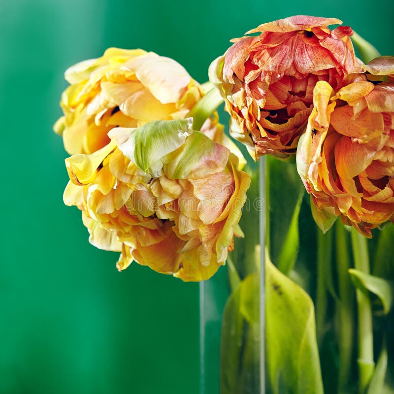 Peony or Finola Double Tulip on Green Background Stock Image - Image of ...