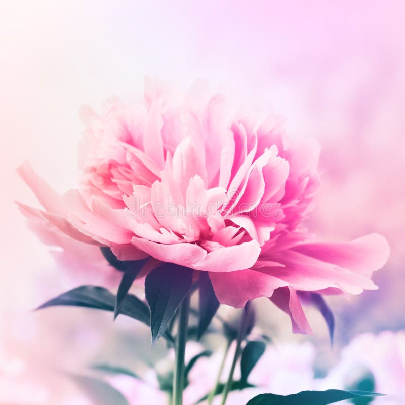 Peony floral background stock photo. Image of nature - 52561688