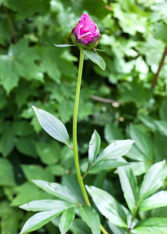 Peony flower bud stock image. Image of march, bunch, pattern - 91926079