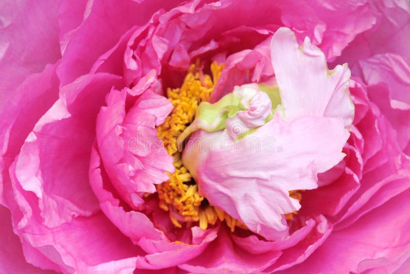 Peony flower center stock image. Image of petals, blooming - 41147621