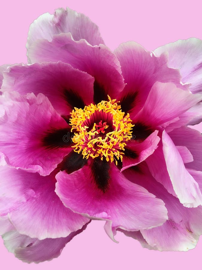 Peony Flower Closeup Macro on Pink Isolated Stock Photo - Image of ...