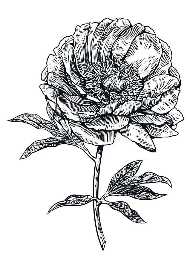 Peony, Flower, Engraving, Drawing, Vector, Illustration Stock Vector ...