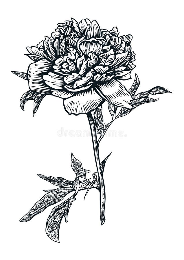 Peony, Flower, Engraving, Drawing, Vector, Illustration Stock Vector ...