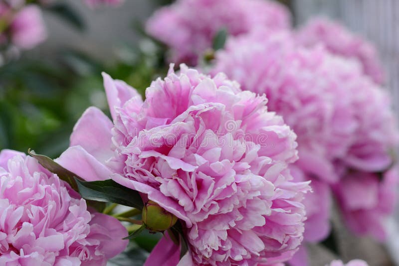 Peony flower in the garden stock photo. Image of botany - 207489272