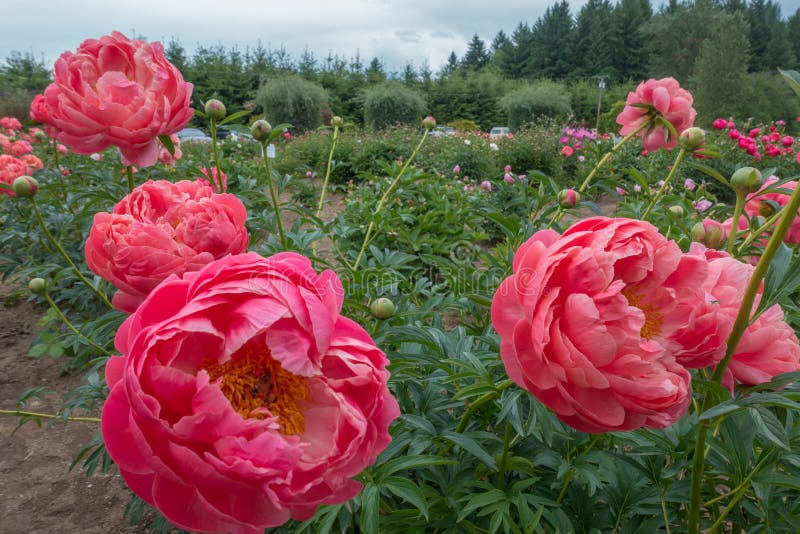 Peony flower garden stock image. Image of angle, color - 184634203