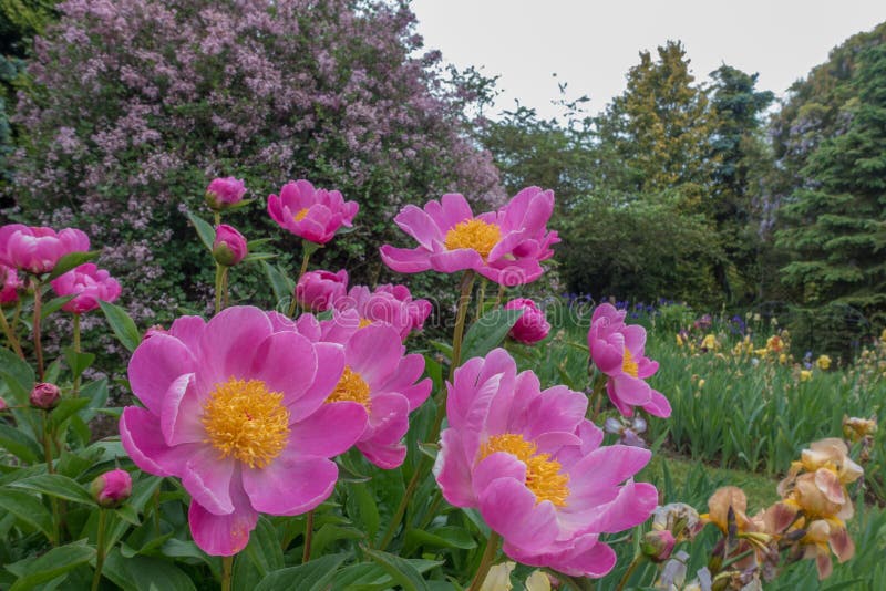Peony flower garden stock photo. Image of meadow, canada - 184634222