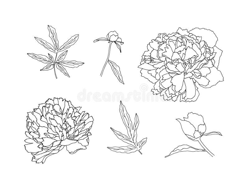 Peony Flower and Leaves. Hand Draw Outline. Stock Vector - Illustration ...