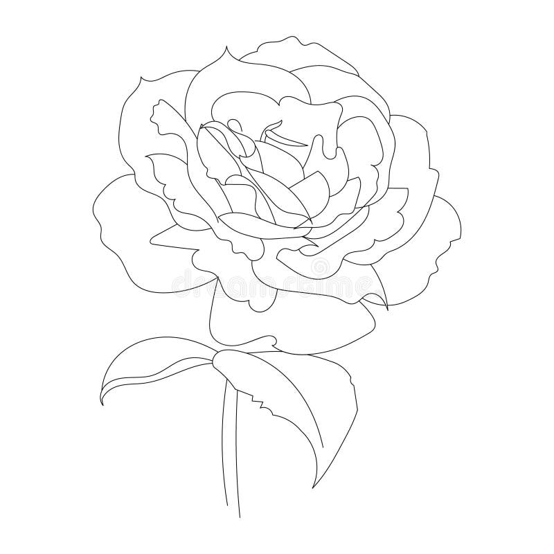 Peony Flower in Line Art. Isolated Vector on White Background. Element ...