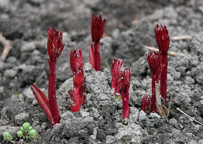 Peony flower in spring stock image. Image of girl, large - 255131063
