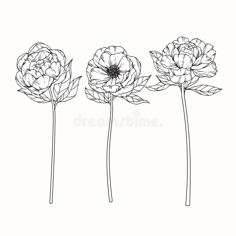 Line Drawing Peony Stock Illustrations – 14,090 Line Drawing Peony ...