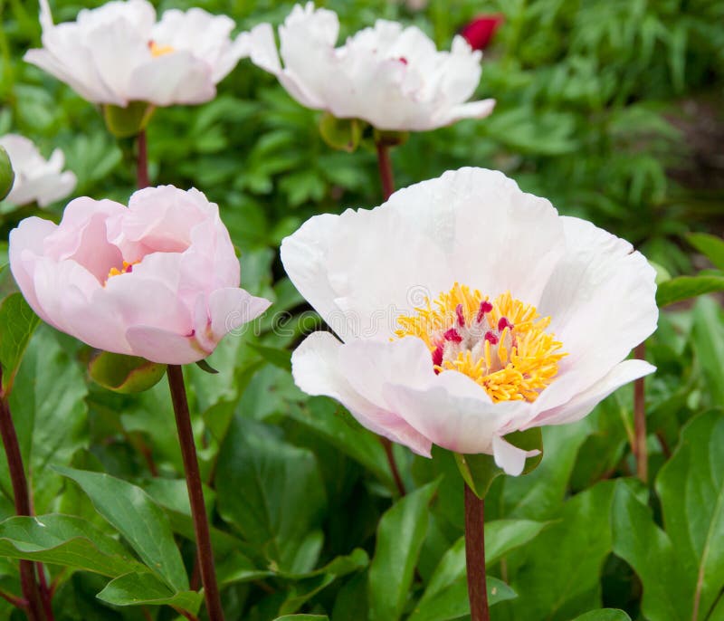 Peony flowers garden. stock photo. Image of outdoor, blooming - 31255852