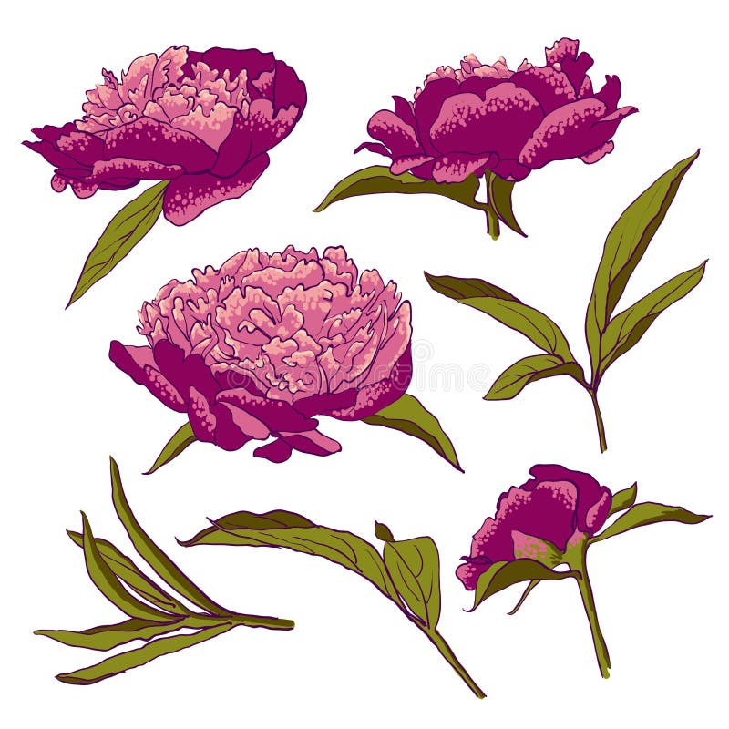 Peony Flowers Vector Llustration Set Stock Vector - Illustration of ...