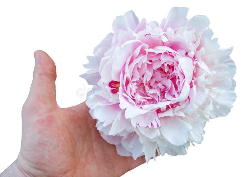 Peony in Hand. Flower in Palm Isolated Stock Image - Image of ...