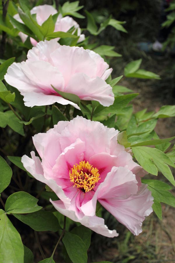 Peony stock photo. Image of shrub, green, pretty, plant - 39526526