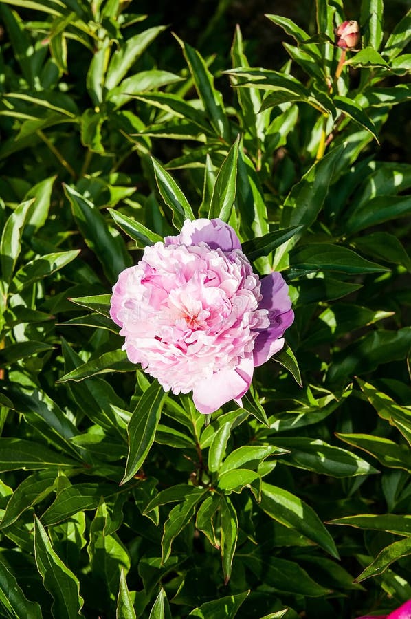 Light lila hortensia stock image. Image of outdoors, outside - 41621387