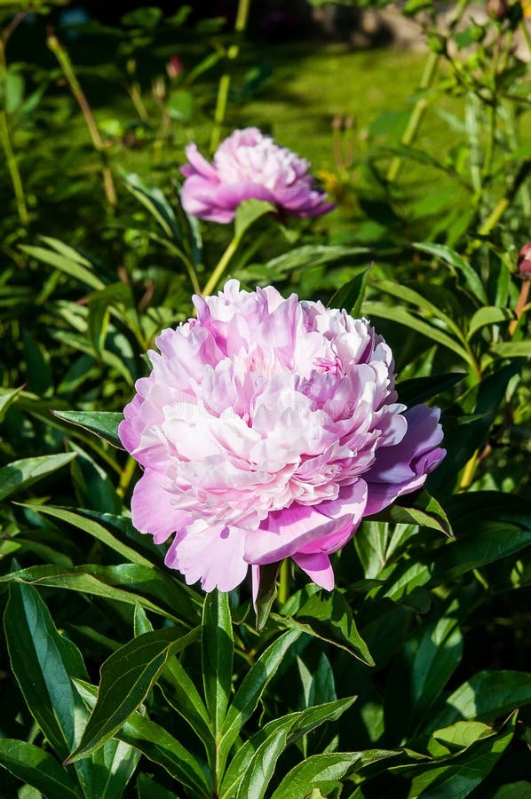 Light lila hortensia stock image. Image of outdoors, outside - 41621387