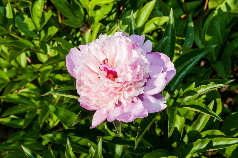 Light lila hortensia stock image. Image of outdoors, outside - 41621387
