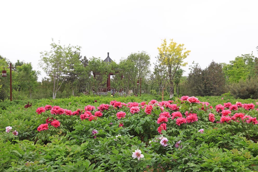 Peony and Pavilion in the Garden Stock Image - Image of cultivation ...