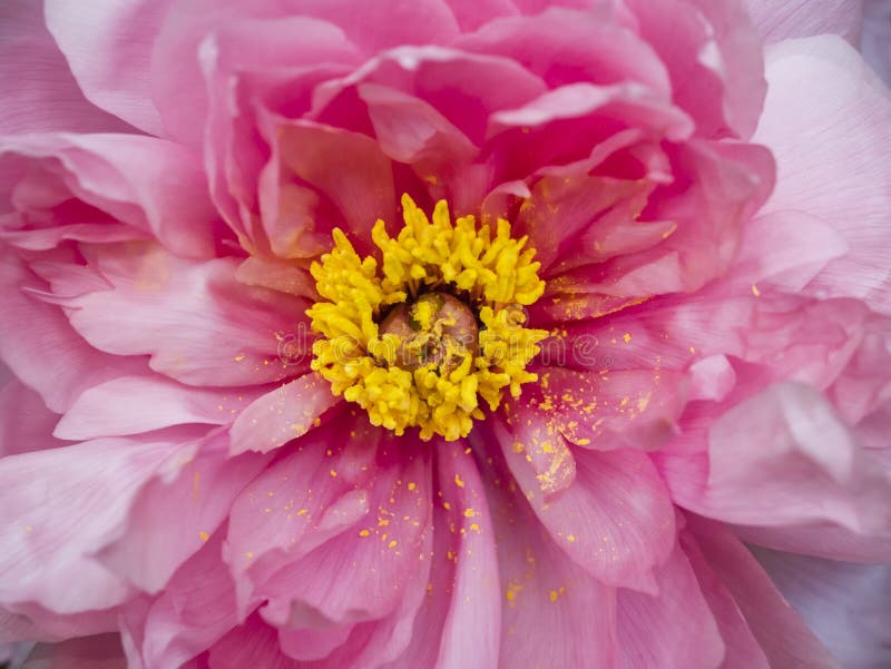 Colour bloom stock photo. Image of backgrounds, petals - 116814