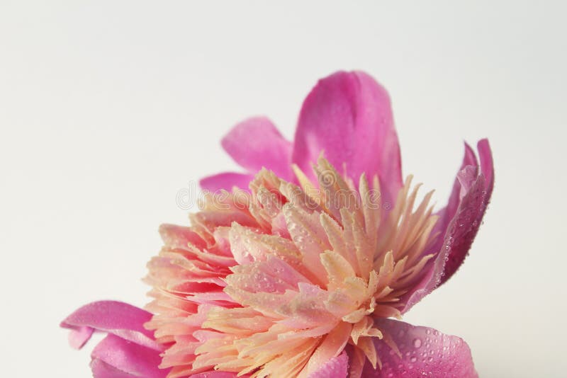 Peony in the rain stock image. Image of side, view, still - 150469555