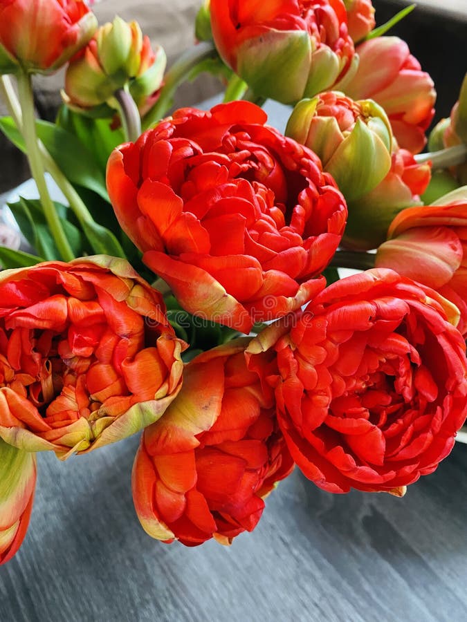 Peony Rose Plant stock image. Image of orange, peonyroses - 253499159