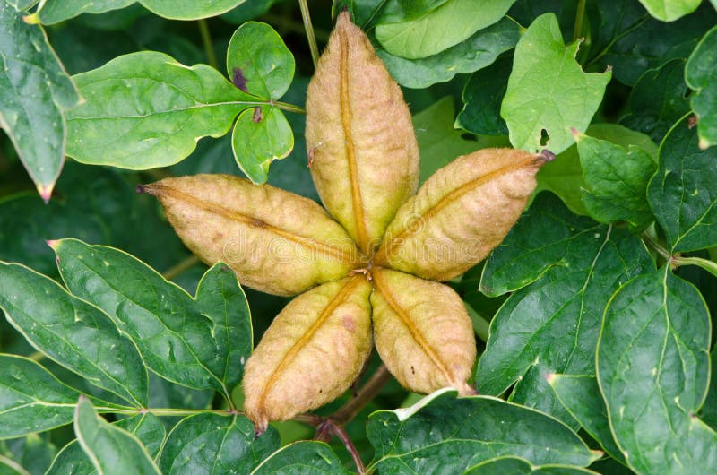 Peony seed box closeup stock image. Image of leaf, autumnal - 27389663