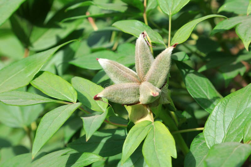 Peony seed in the garden stock photo. Image of garden - 370699018