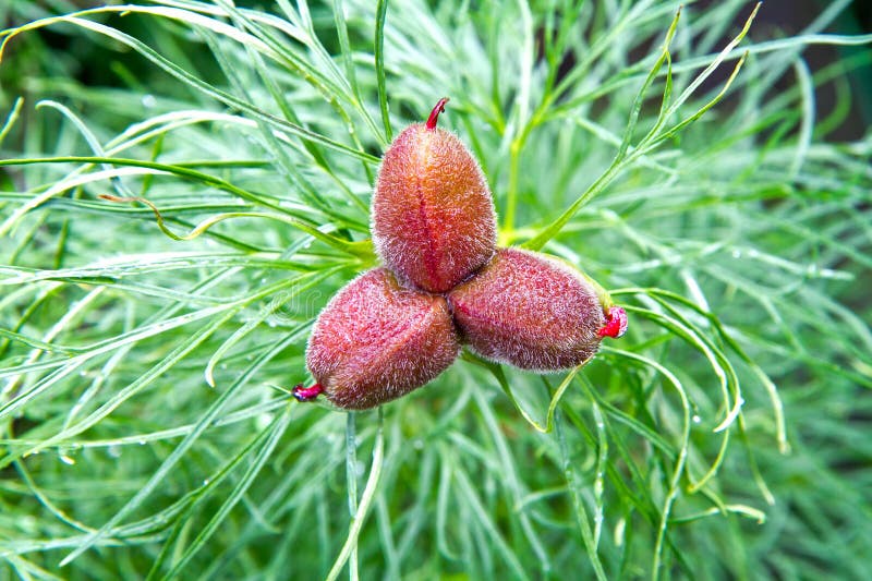 Peony Seeds after Flowering. Stock Photo - Image of garden, green ...
