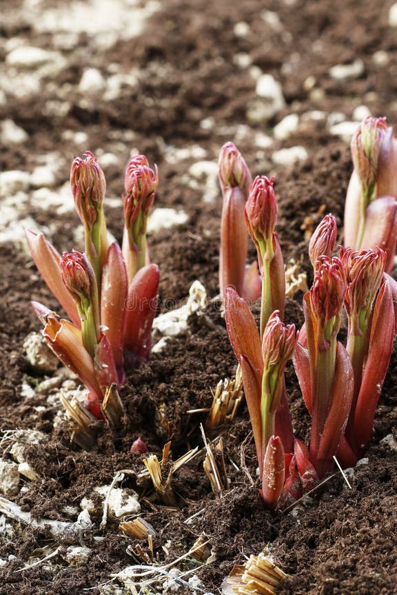 Peony Shoots Emerging from the Ground in Spring Stock Photo - Image of ...