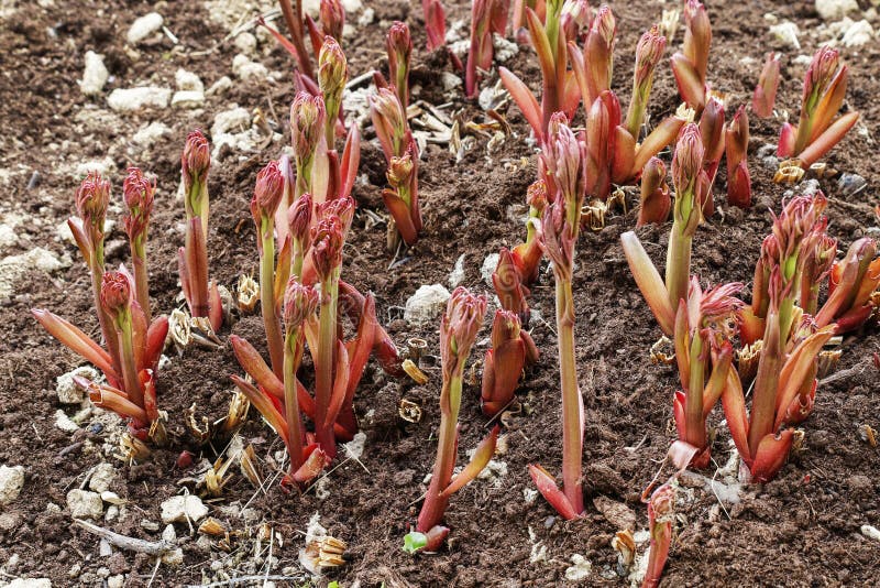 Peony Shoots Emerging from the Ground in Spring Stock Image - Image of ...