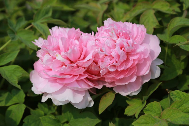 Peony stock photo. Image of showy, beauty, luoyang, peony - 32038778