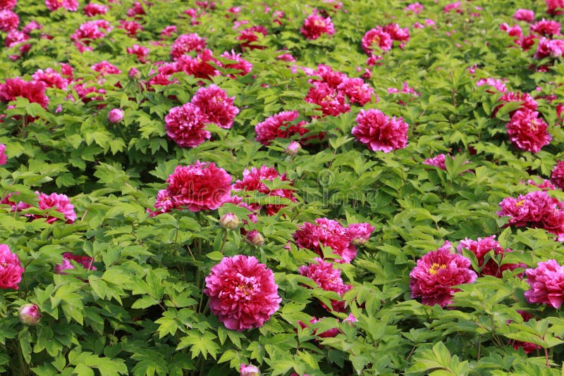 11,118 Showy Beauty Stock Photos - Free & Royalty-Free Stock Photos ...