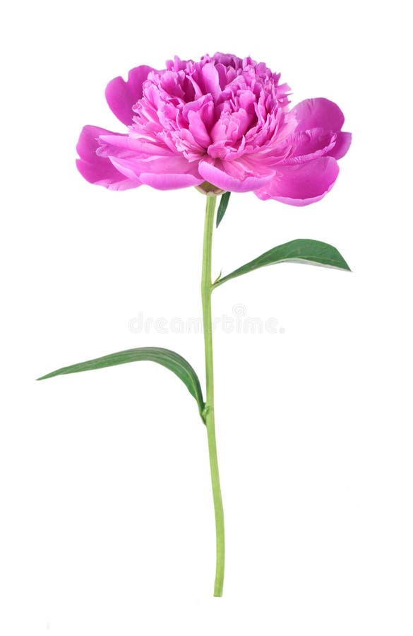 Peony Single Flower Isolated on White Background.Beautiful Blooming ...