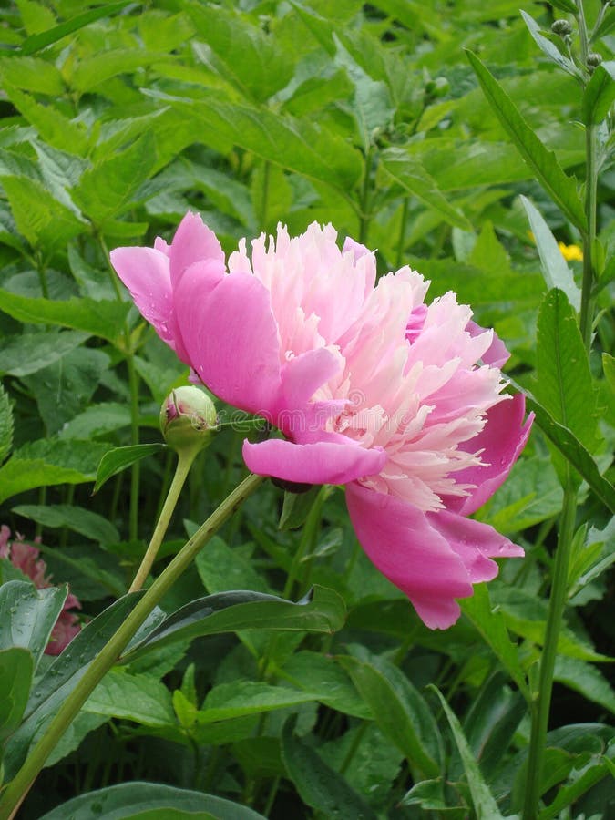 Peony with a small bud stock image. Image of peony, soft - 221103771