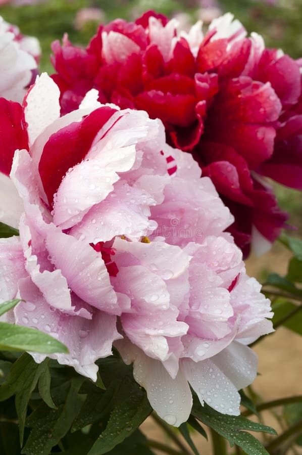 Peony stock image. Image of natural, plant, pretty, floral - 31234307
